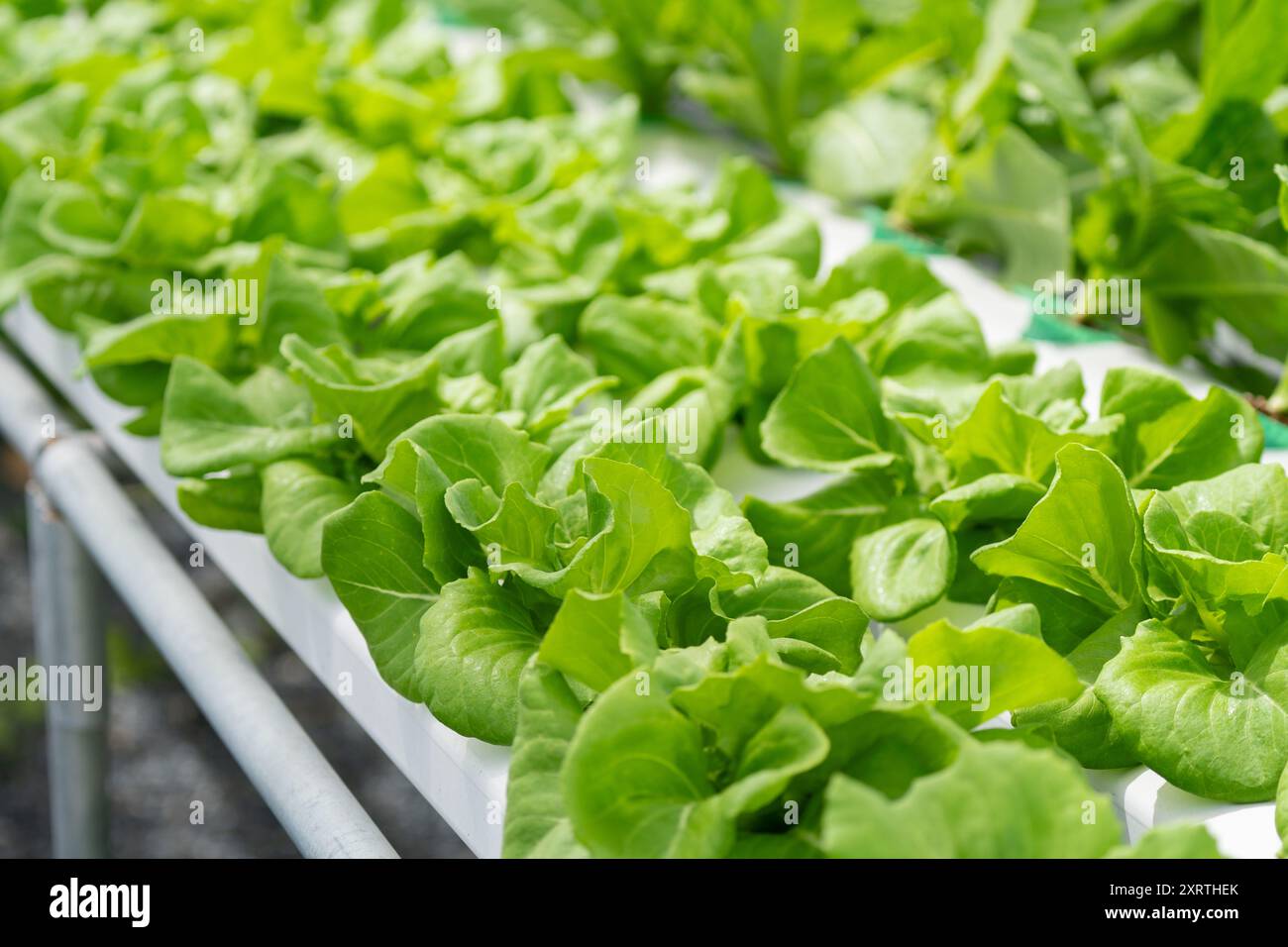 hydroponic salad farm grows leafy greens using a soilless system ...