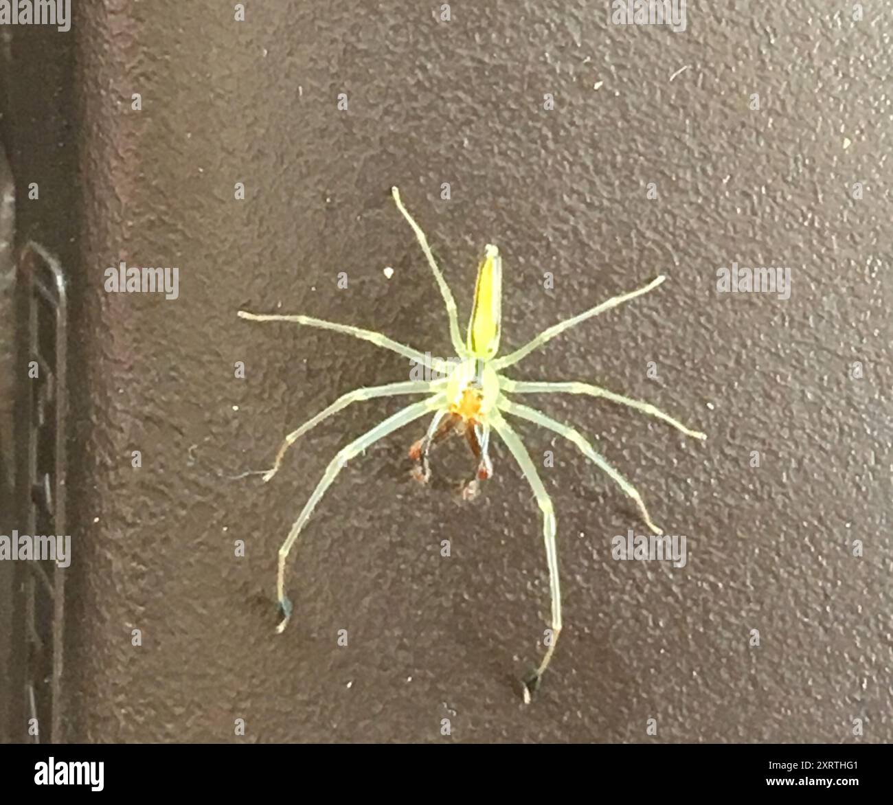 Translucent Green Jumping Spiders (Lyssomanes) Arachnida Stock Photo ...