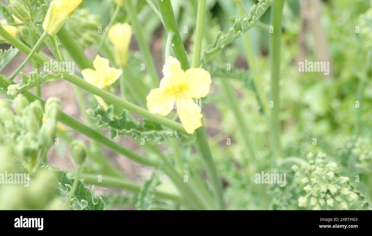 mustard family (Brassicaceae) Plantae Stock Photo - Alamy
