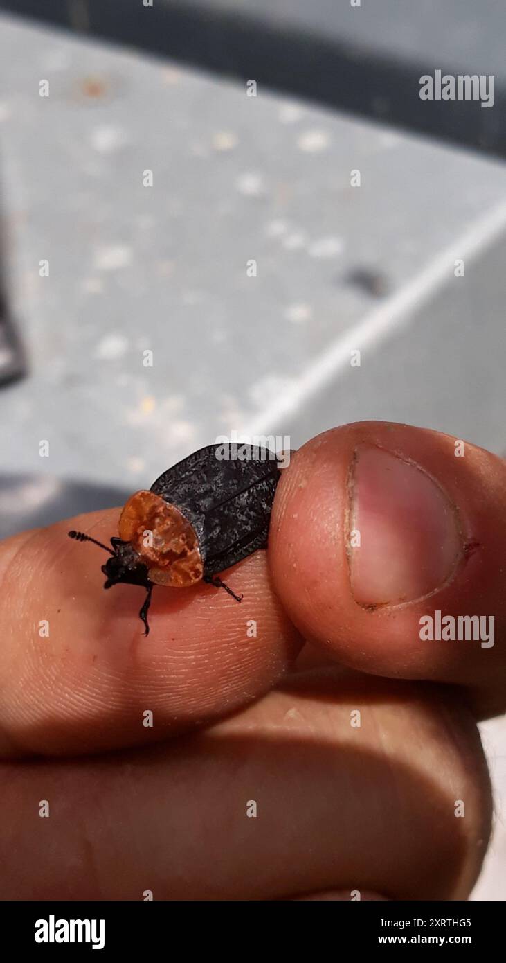 Red-breasted Carrion Beetle (Oiceoptoma thoracicum) Insecta Stock Photo ...