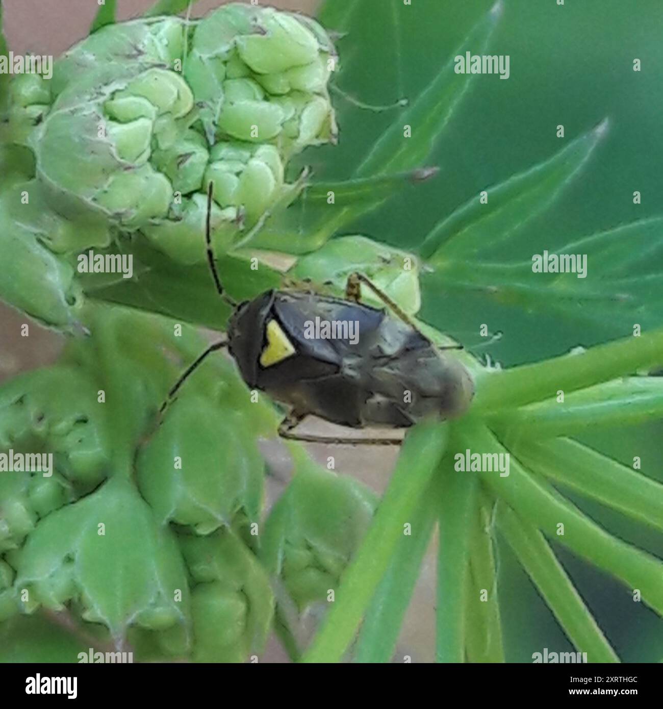 (Orthops basalis) Insecta Stock Photo - Alamy