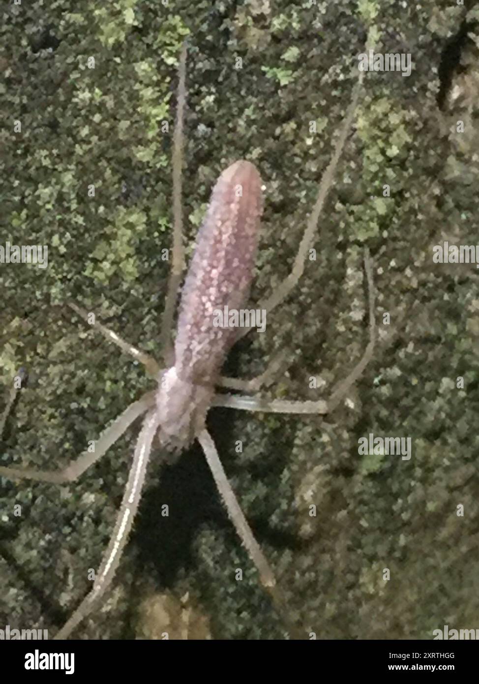 Stretch Spiders (Tetragnatha) Arachnida Stock Photo - Alamy