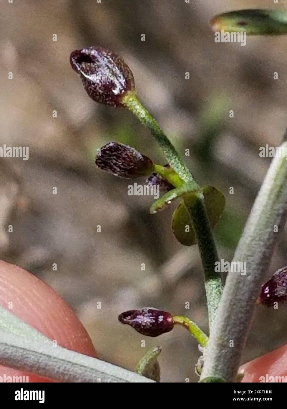 Paperbag Bush (Scutellaria mexicana) Plantae Stock Photo - Alamy