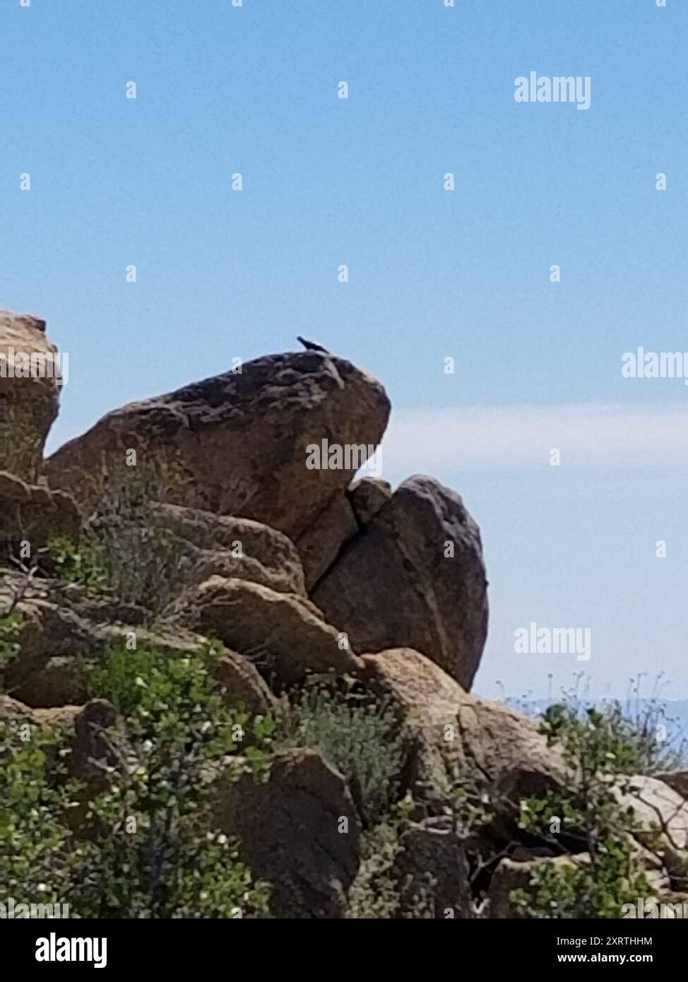 Lizards (Sauria) Reptilia Stock Photo - Alamy