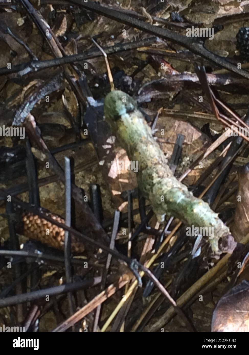 Live Oak Metria Moth (Metria amella) Insecta Stock Photo - Alamy