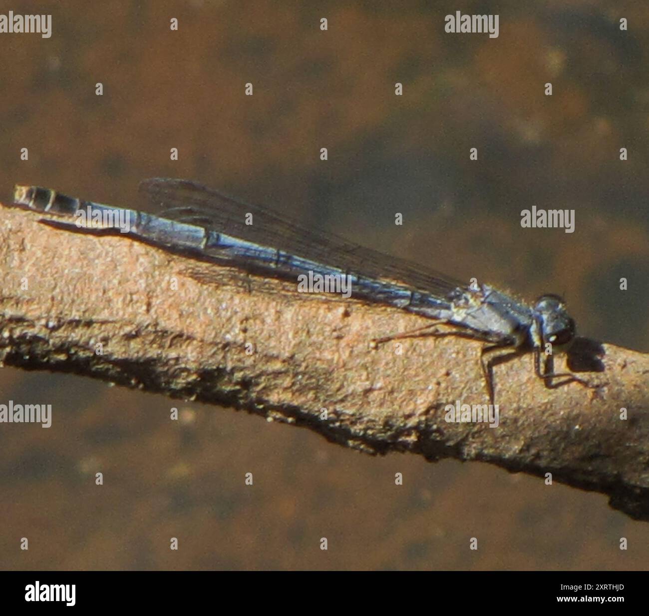 Fragile Forktail (Ischnura posita) Insecta Stock Photo - Alamy
