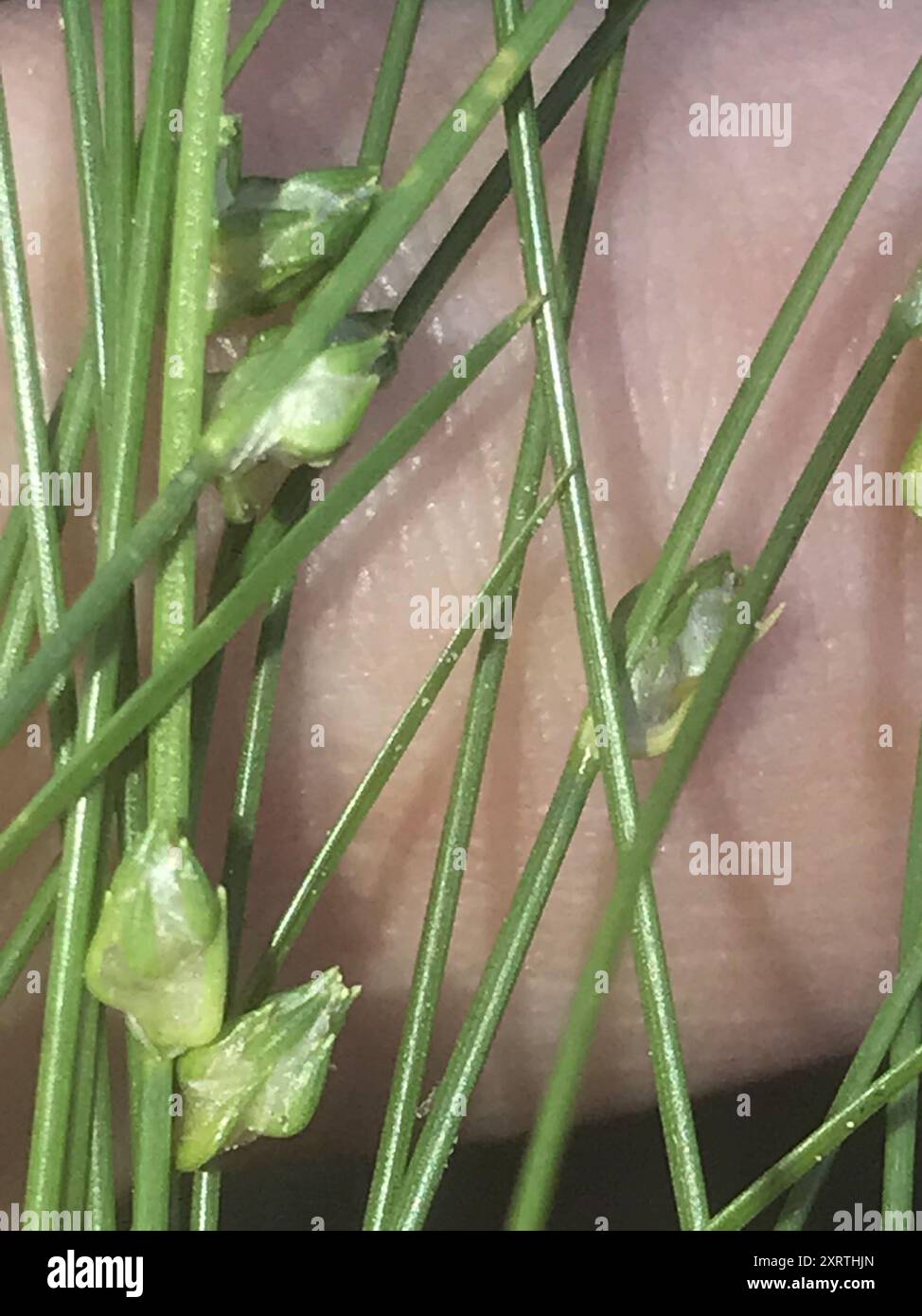 Keeled bulrush (Isolepis carinata) Plantae Stock Photo - Alamy
