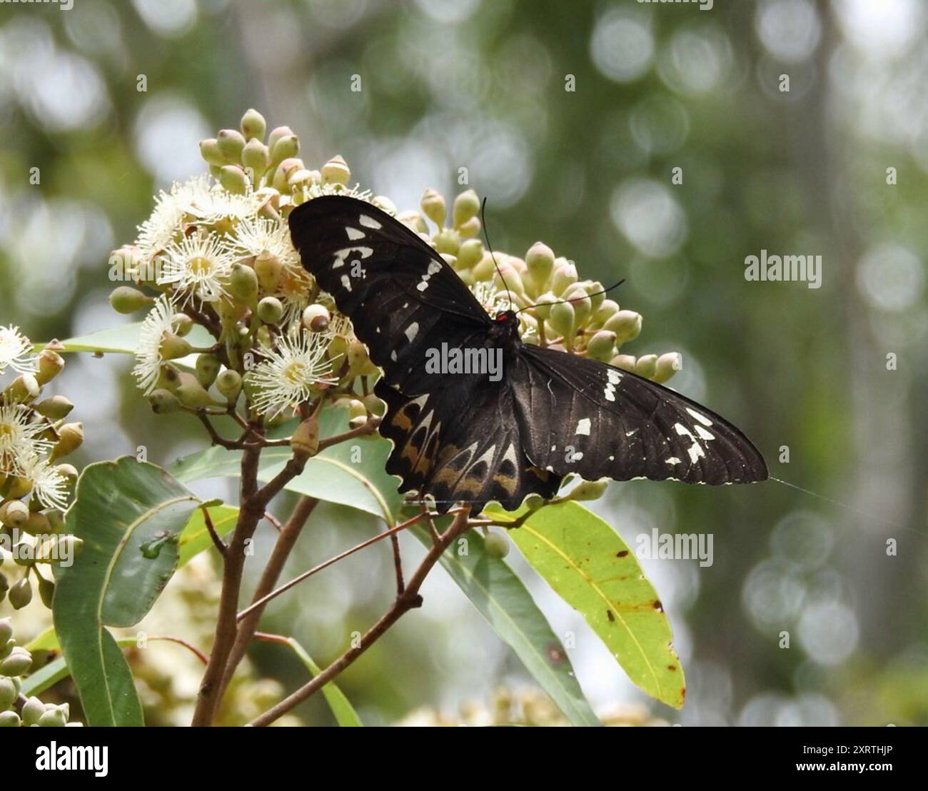 Cairns Birdwing (Ornithoptera euphorion) Insecta Stock Photo - Alamy