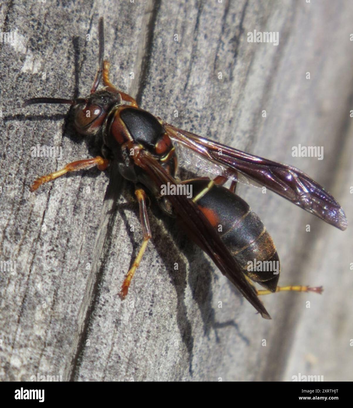 Northern Paper Wasp (Polistes fuscatus) Insecta Stock Photo - Alamy