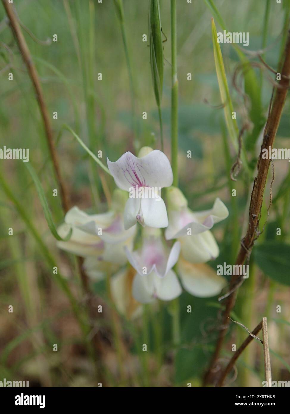 Pacific pea (Lathyrus vestitus) Plantae Stock Photo - Alamy