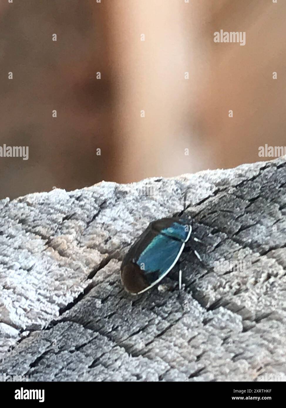 White-margined Burrower Bug (Sehirus cinctus) Insecta Stock Photo - Alamy