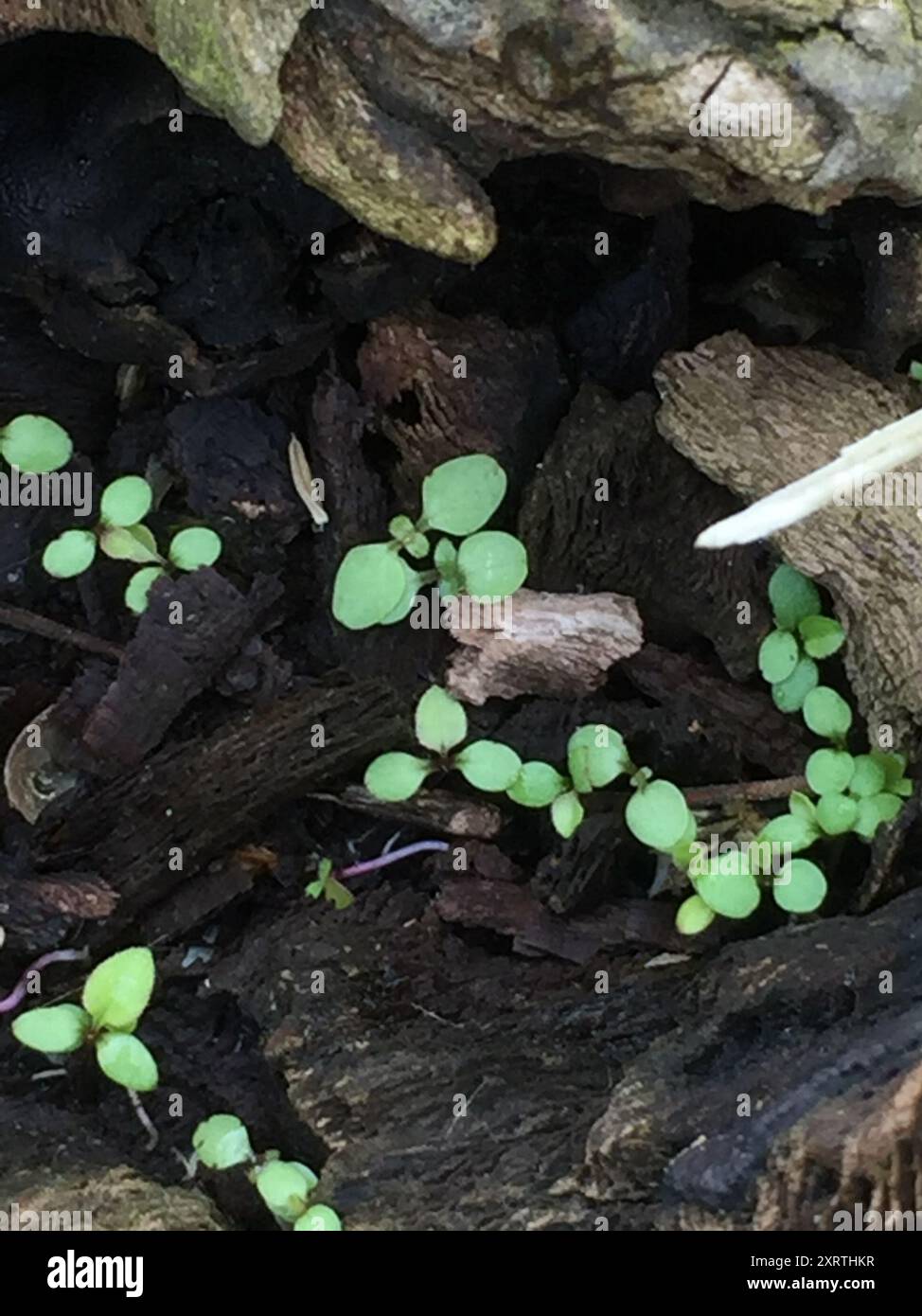 vascular plants (Tracheophyta) Plantae Stock Photo - Alamy