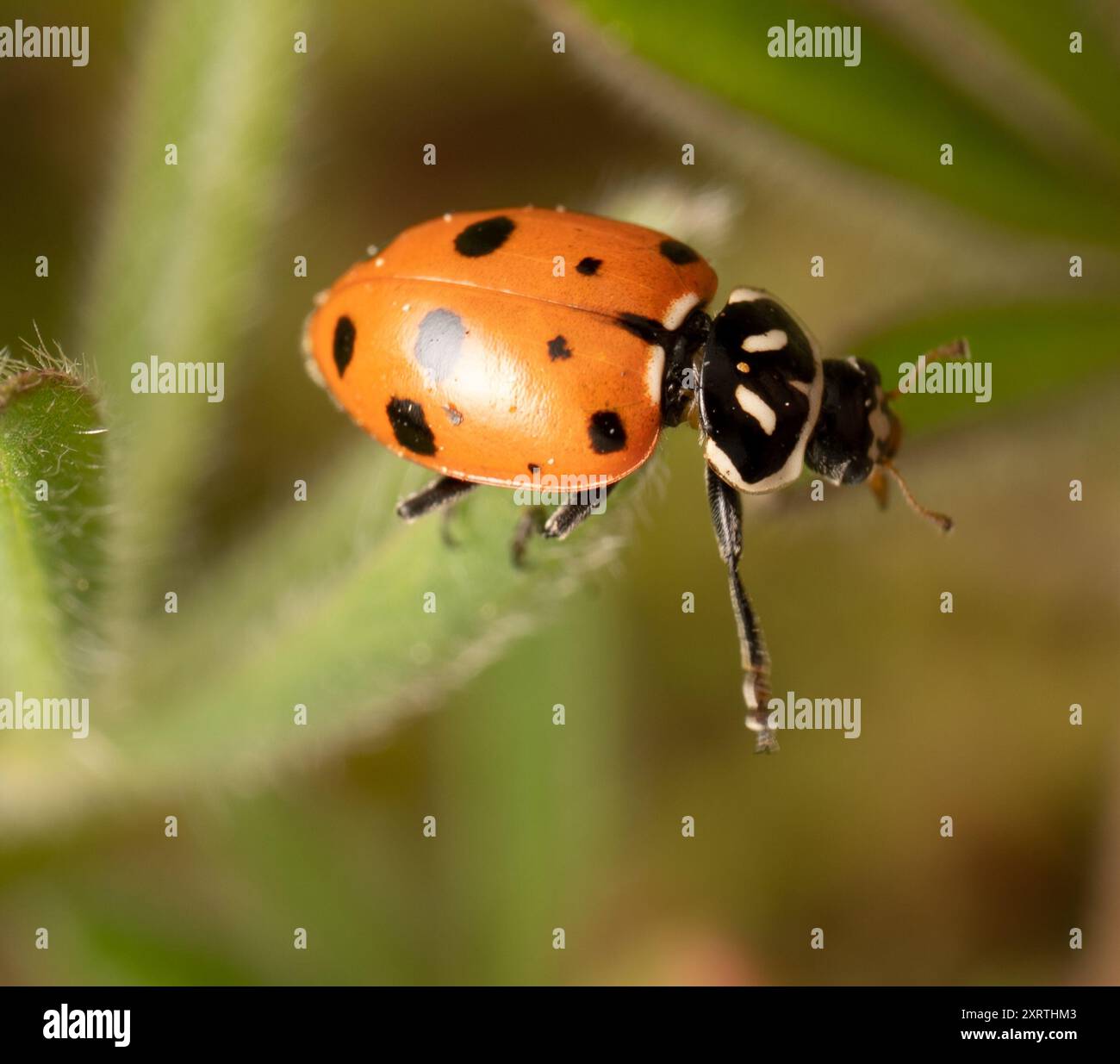 Convergent Lady Beetle (Hippodamia convergens) Insecta Stock Photo - Alamy