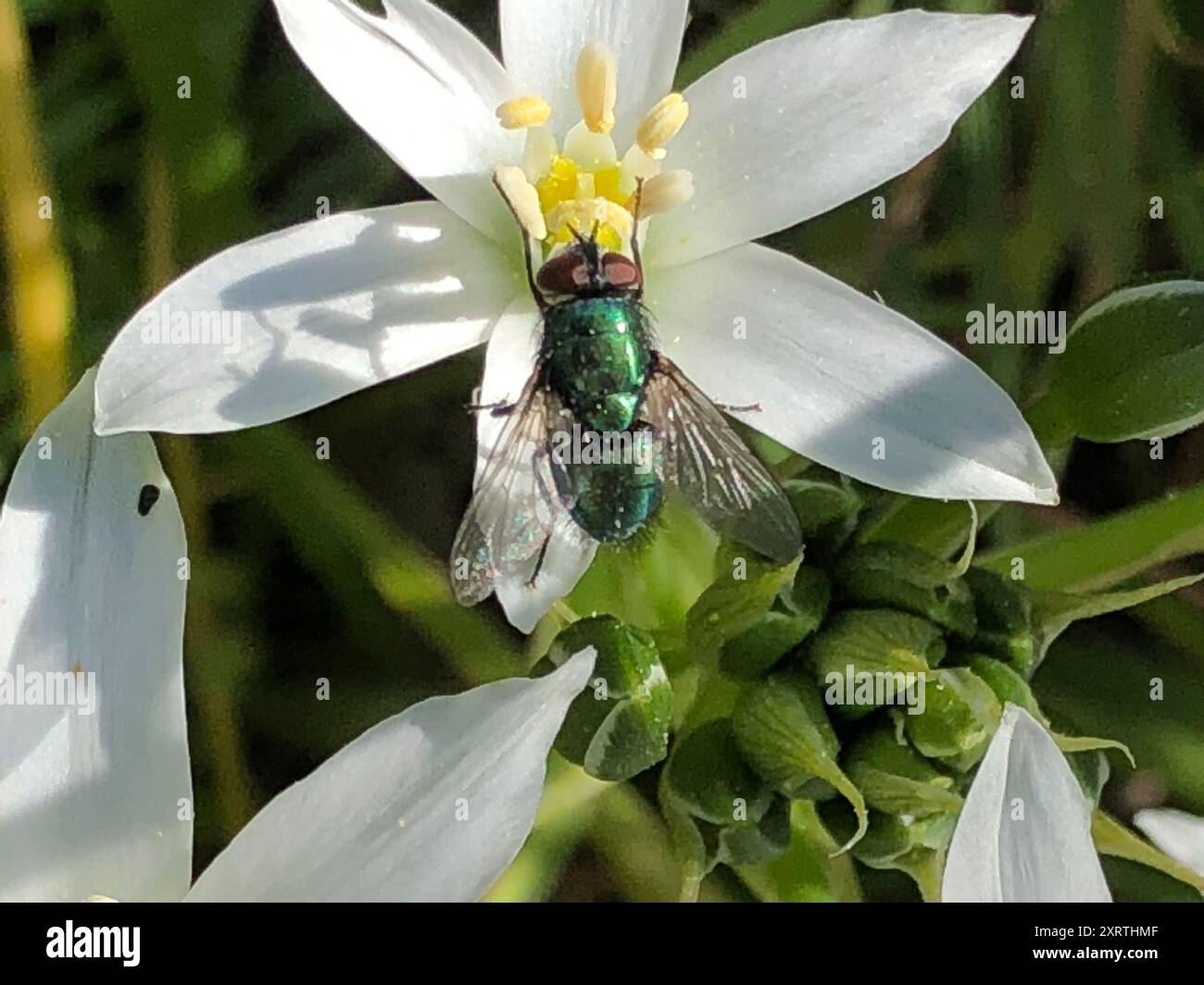 Greenbottle Flies (Lucilia) Insecta Stock Photo - Alamy