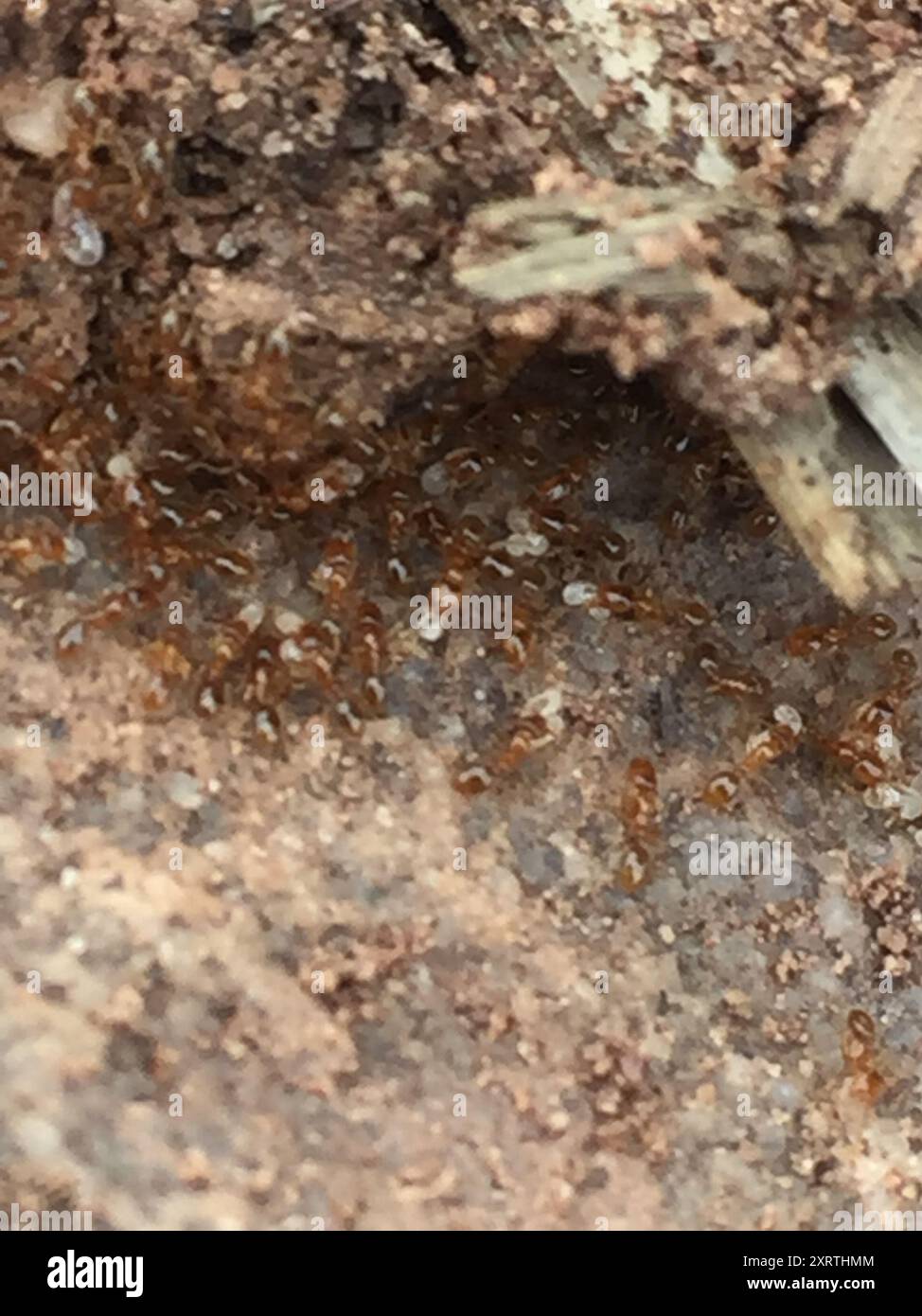 Solenopsis Fire Ants and Thief Ants (Solenopsis) Insecta Stock Photo ...