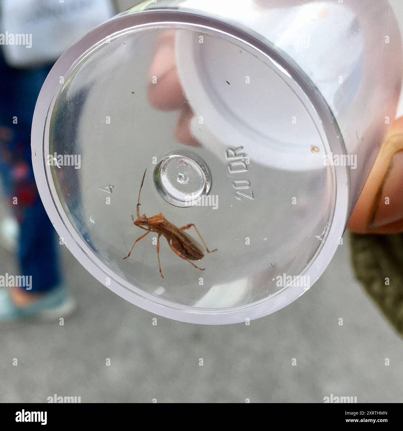 (Neomegalotomus rufipes) Insecta Stock Photo - Alamy