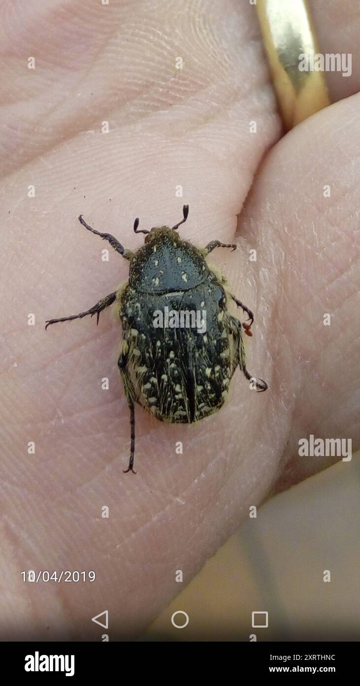 Mediterranean Spotted Chafer (Oxythyrea funesta) Insecta Stock Photo ...
