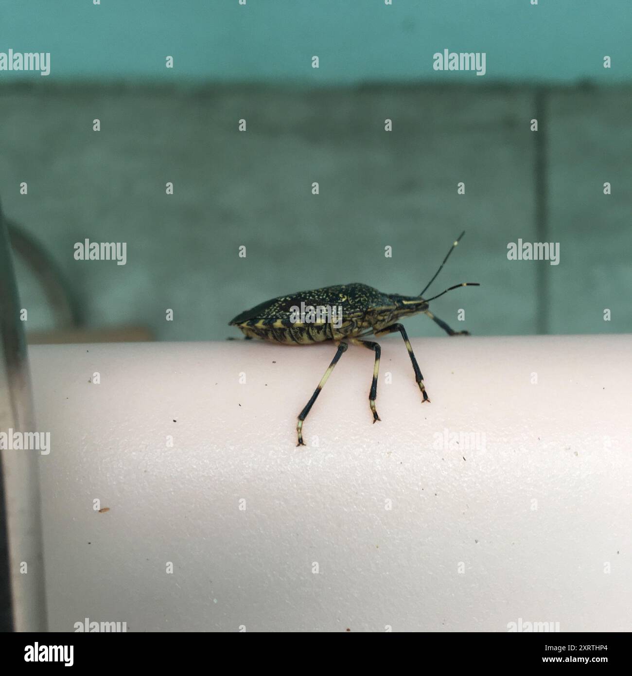 Yellow-spotted Stink Bug (Erthesina fullo) Insecta Stock Photo - Alamy