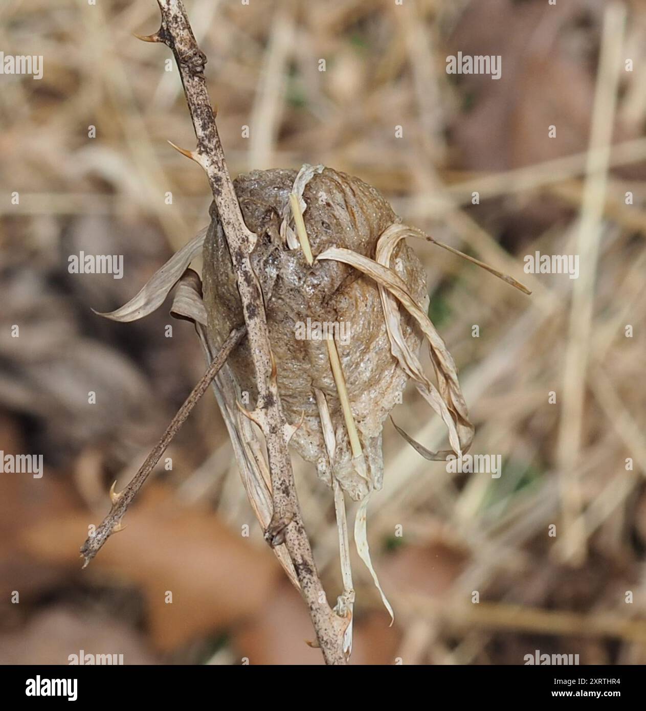 Chinese Mantis (Tenodera sinensis) Insecta Stock Photo - Alamy