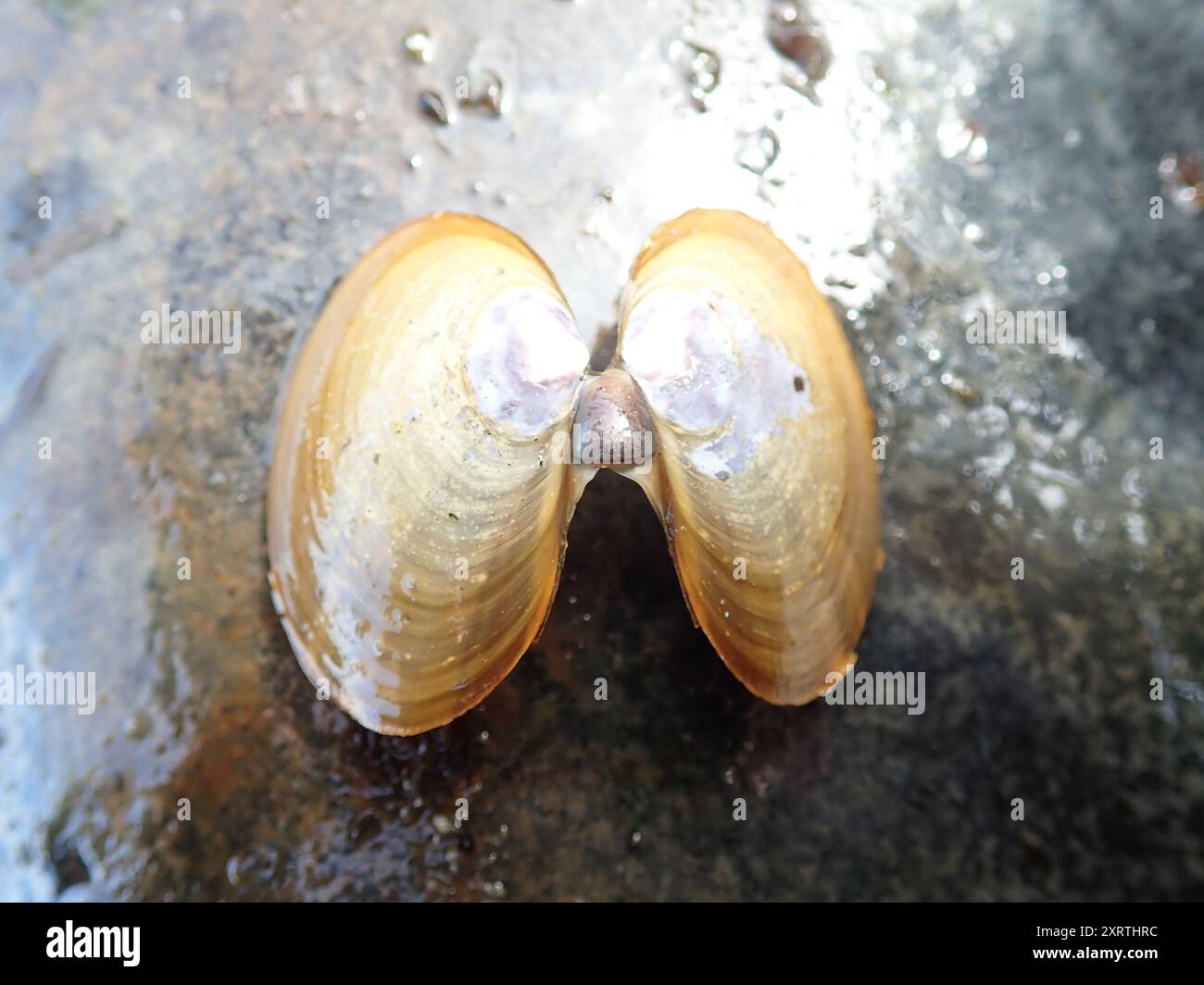 Purple Mahogany Clam (Nuttallia obscurata) Mollusca Stock Photo - Alamy