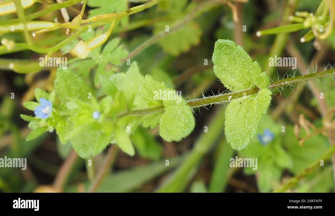 corn speedwell (Veronica arvensis) Plantae Stock Photo - Alamy