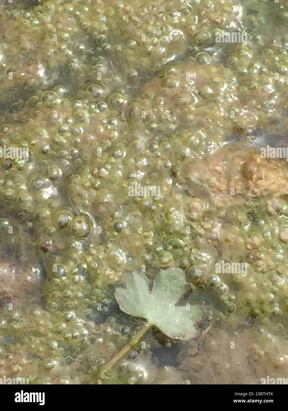 green algae (Chlorophyta) Plantae Stock Photo - Alamy