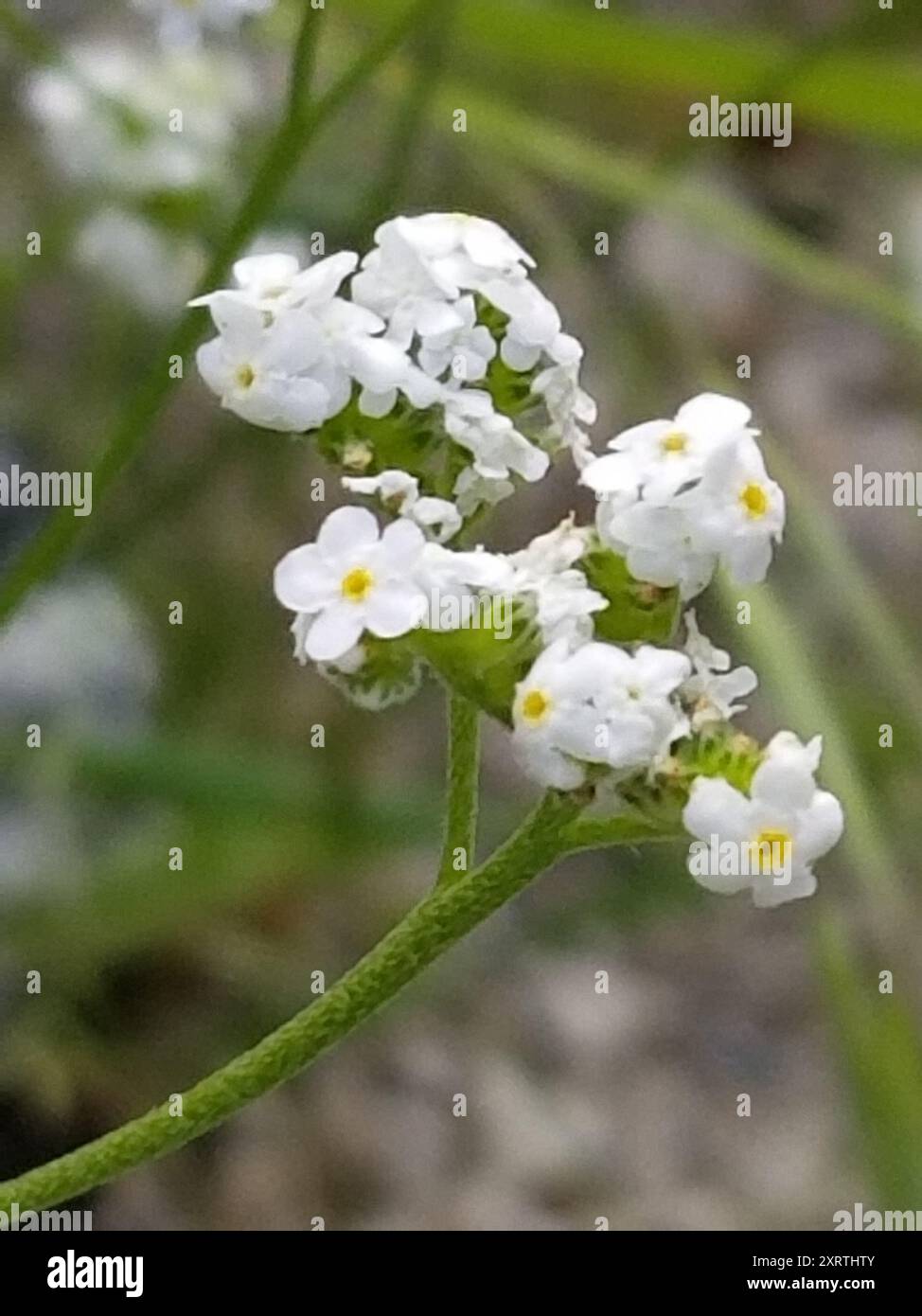 Clearwater cryptantha (Cryptantha intermedia) Plantae Stock Photo - Alamy
