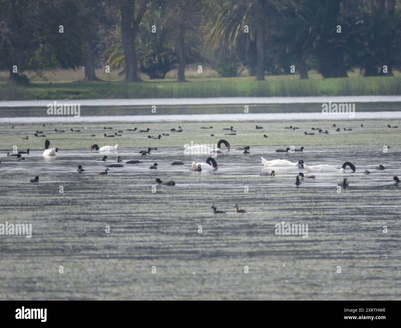 Black-necked Swan (Cygnus melancoryphus) Aves Stock Photo - Alamy