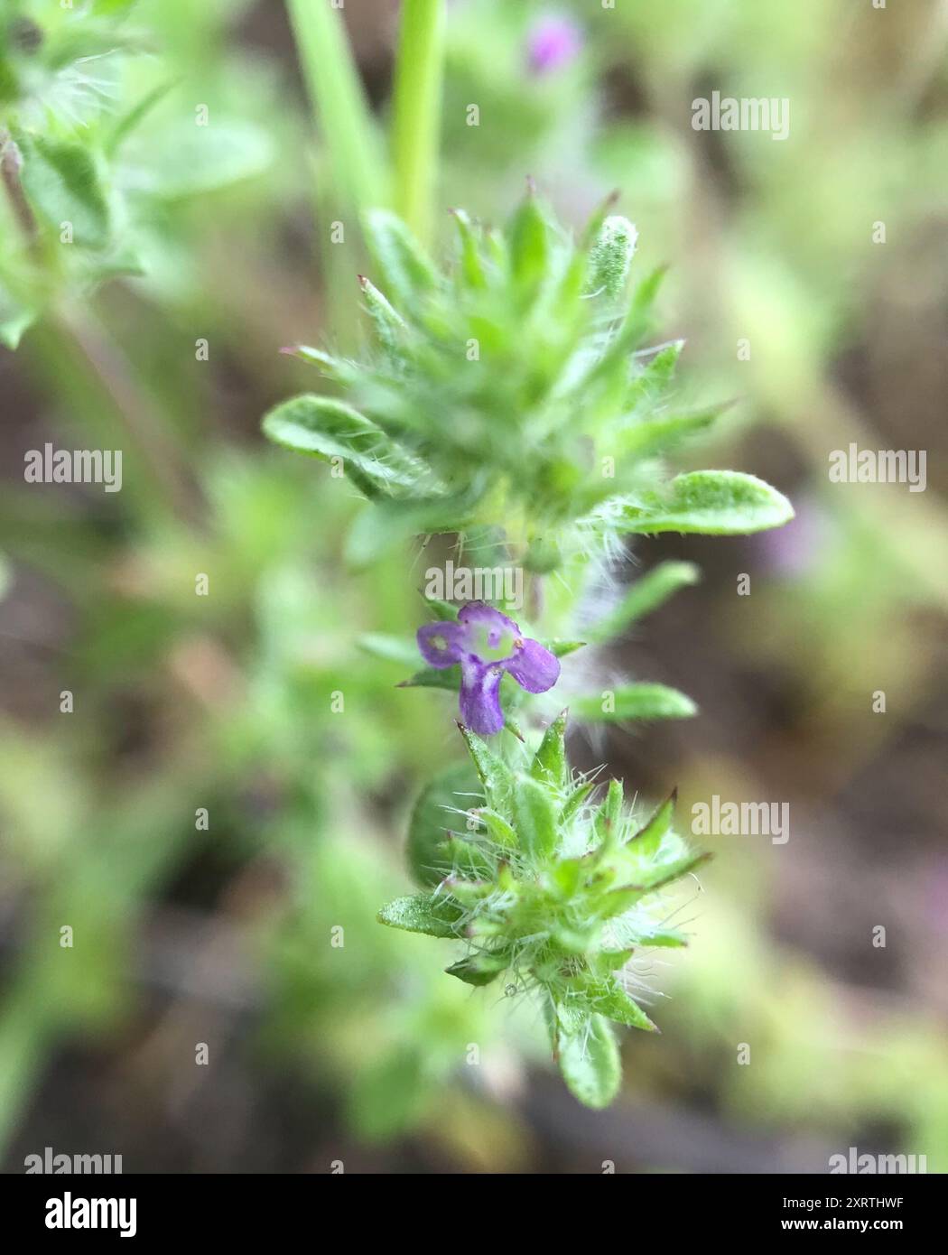 thyme-leaved pogogyne (Pogogyne serpylloides) Plantae Stock Photo - Alamy