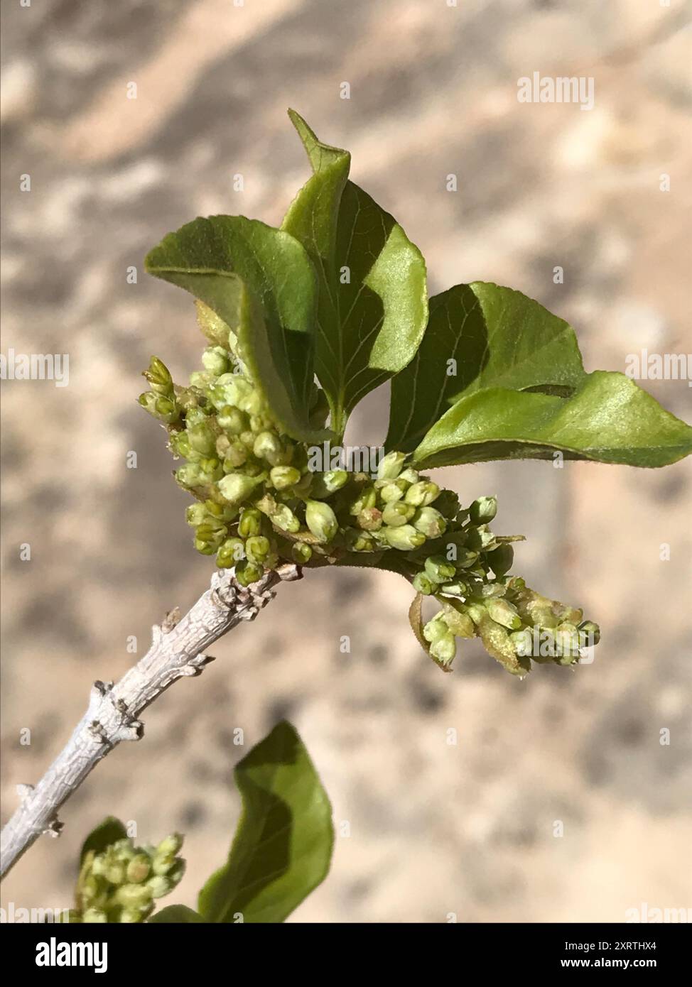 single-leaf ash (Fraxinus anomala) Plantae Stock Photo - Alamy