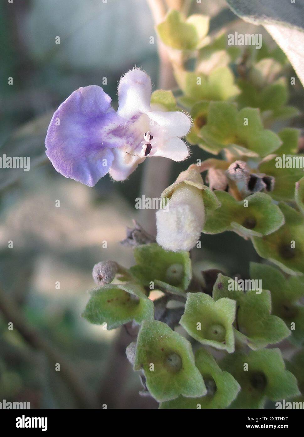 Fingerleaf hi-res stock photography and images - Alamy