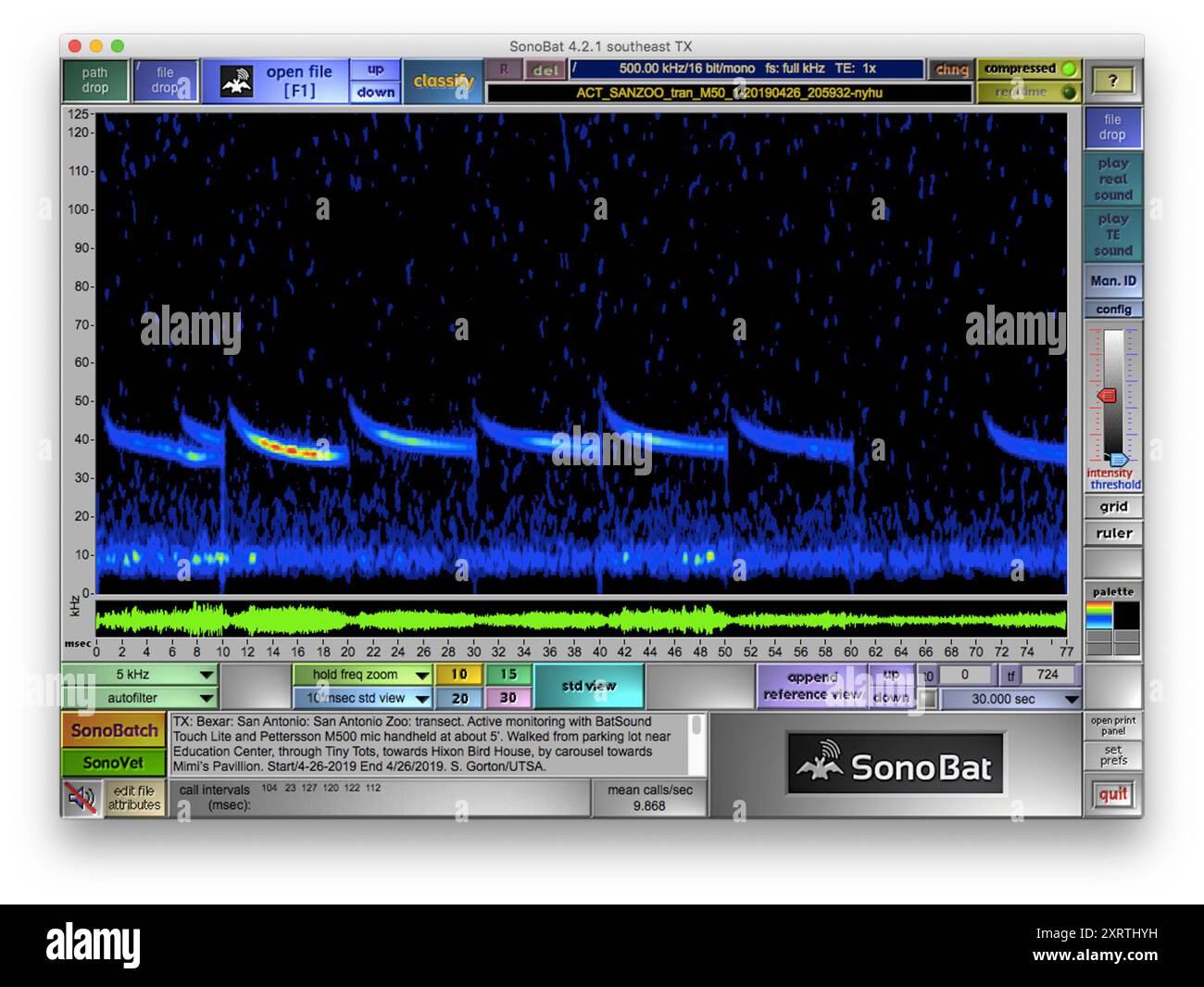 Evening Bat (Nycticeius humeralis) Mammalia Stock Photo - Alamy