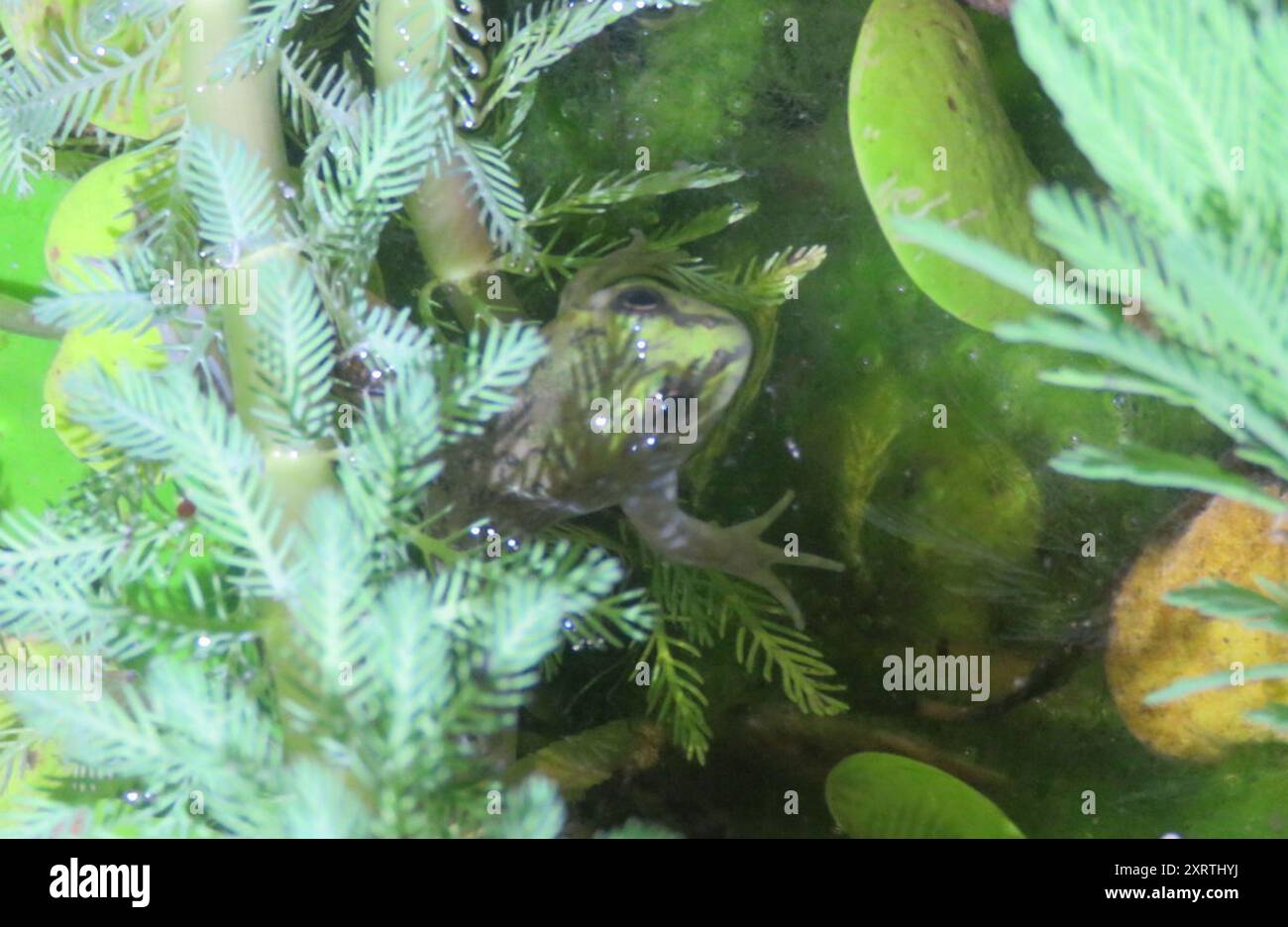 Lesser Swimming Frog (Pseudis minuta) Amphibia Stock Photo - Alamy