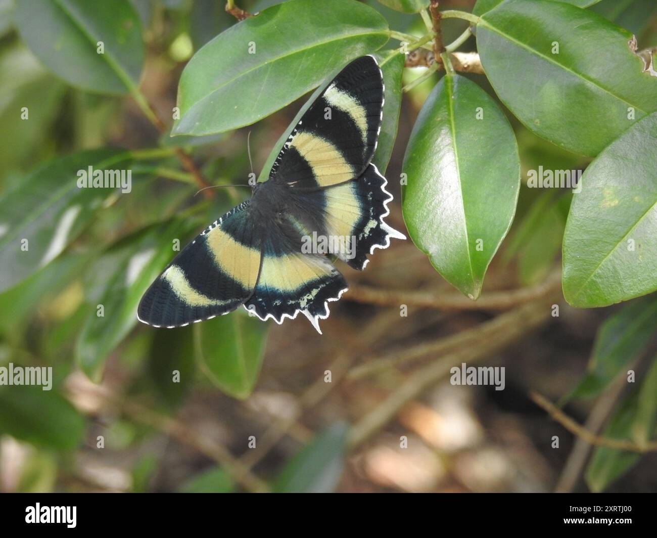 North Queensland Day Moth (Alcides metaurus) Insecta Stock Photo - Alamy