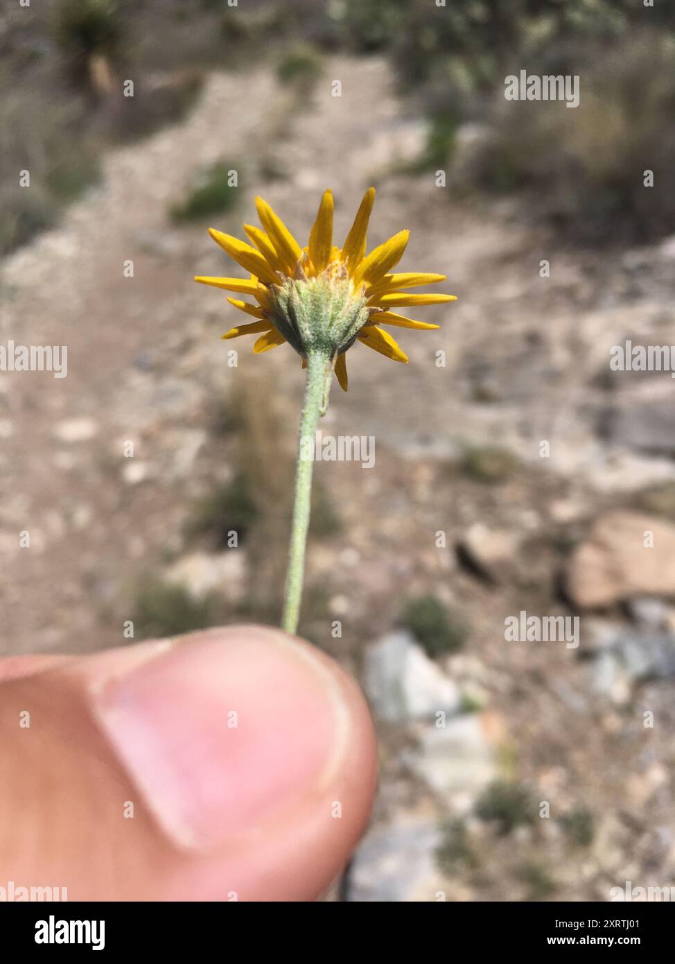 hairyseed bahia (Picradeniopsis absinthifolia) Plantae Stock Photo - Alamy