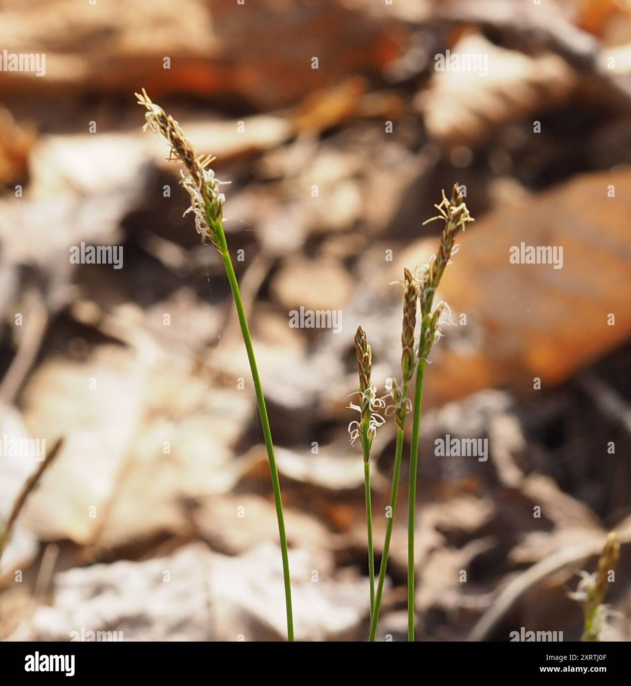 Pennsylvania sedge (Carex pensylvanica) Plantae Stock Photo - Alamy