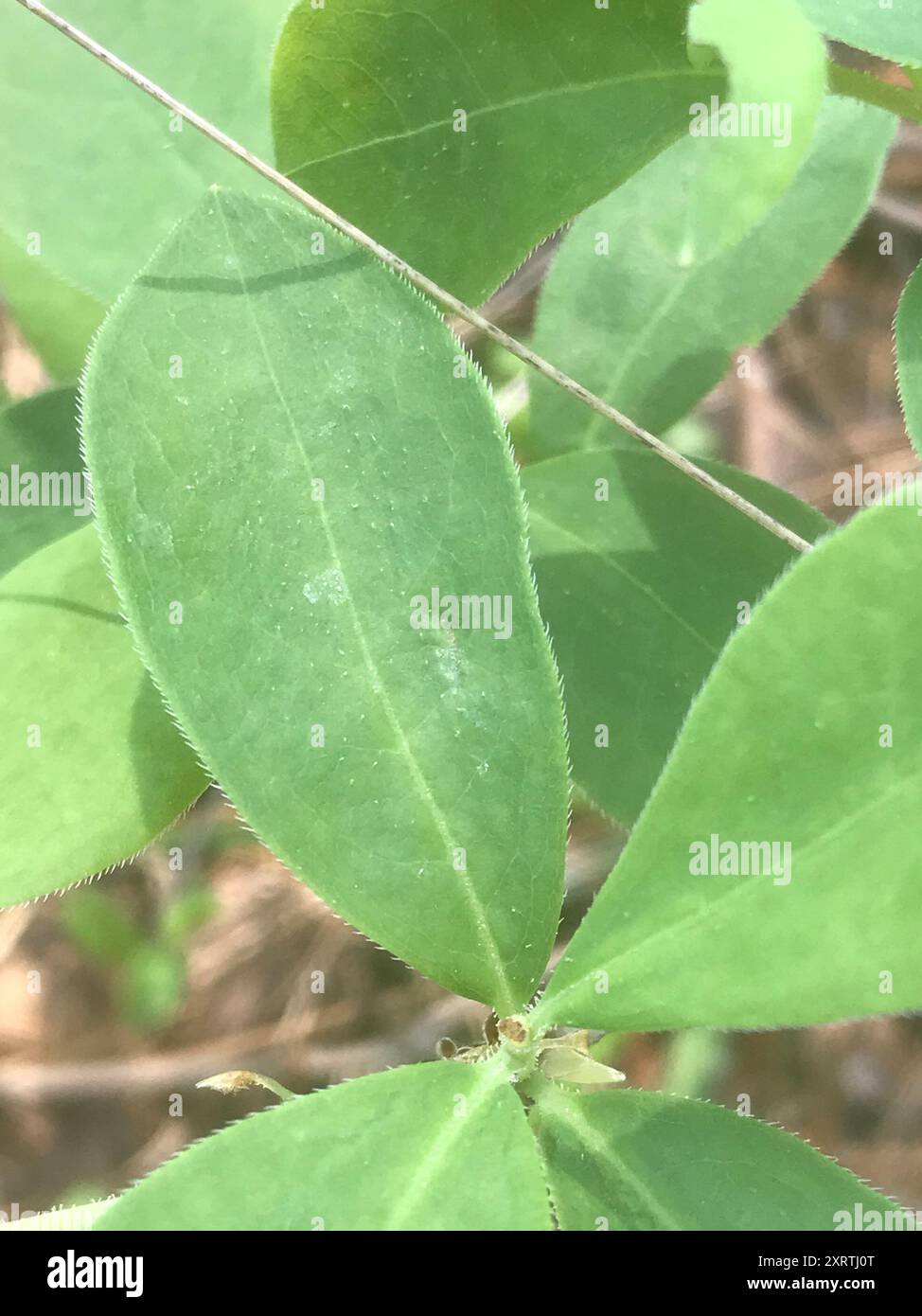 Coastal Azalea (Rhododendron atlanticum) Plantae Stock Photo - Alamy