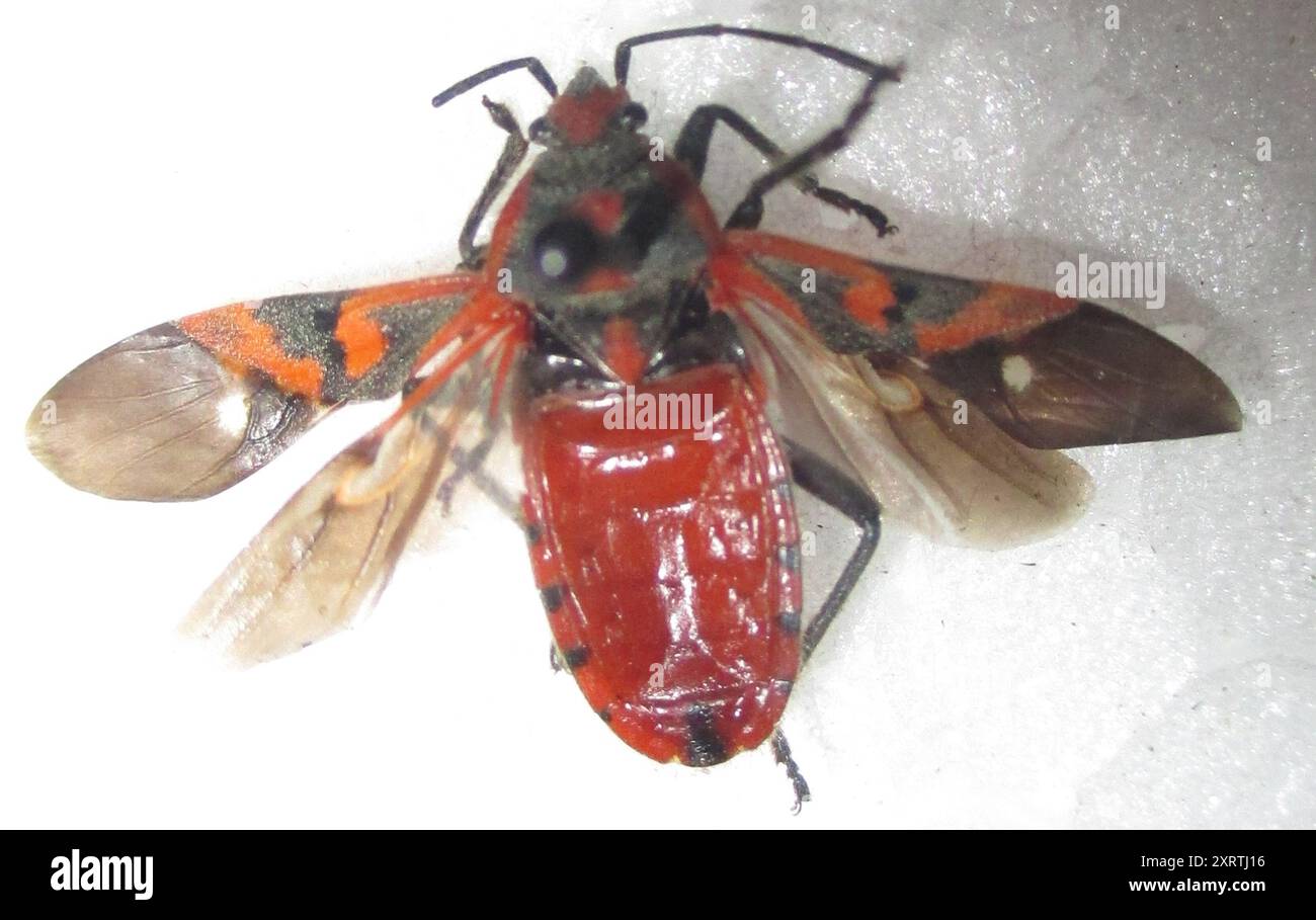 Seed-eating Bugs (Graptostethus) Insecta Stock Photo - Alamy