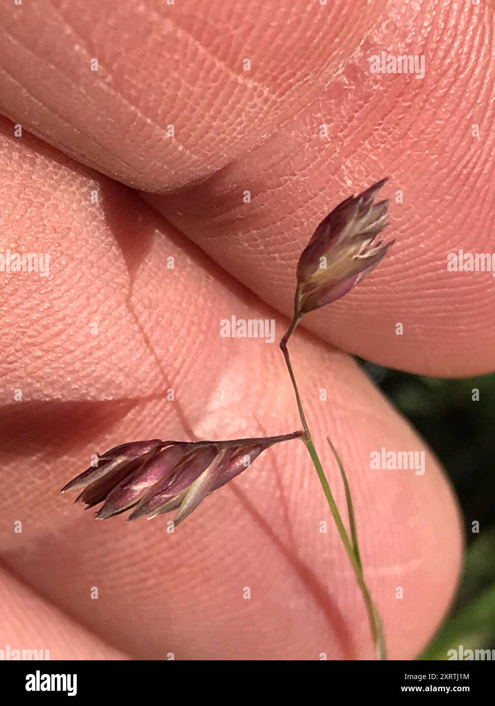 buffalograss (Bouteloua dactyloides) Plantae Stock Photo - Alamy