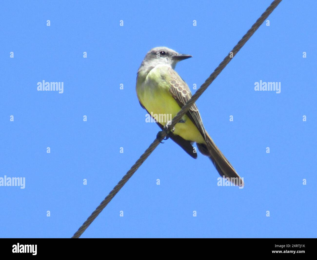 Tropical Kingbird (Tyrannus melancholicus) Aves Stock Photo - Alamy