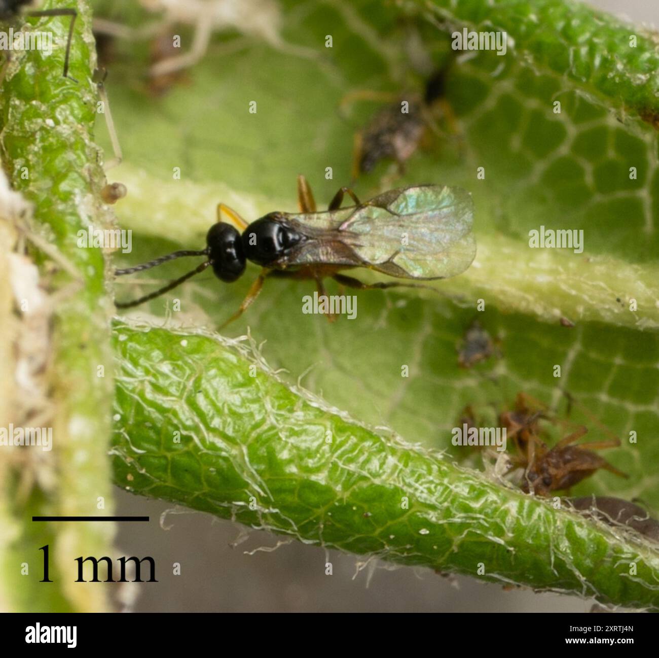 Aphid Mummy Wasps (Aphidiinae) Insecta Stock Photo - Alamy