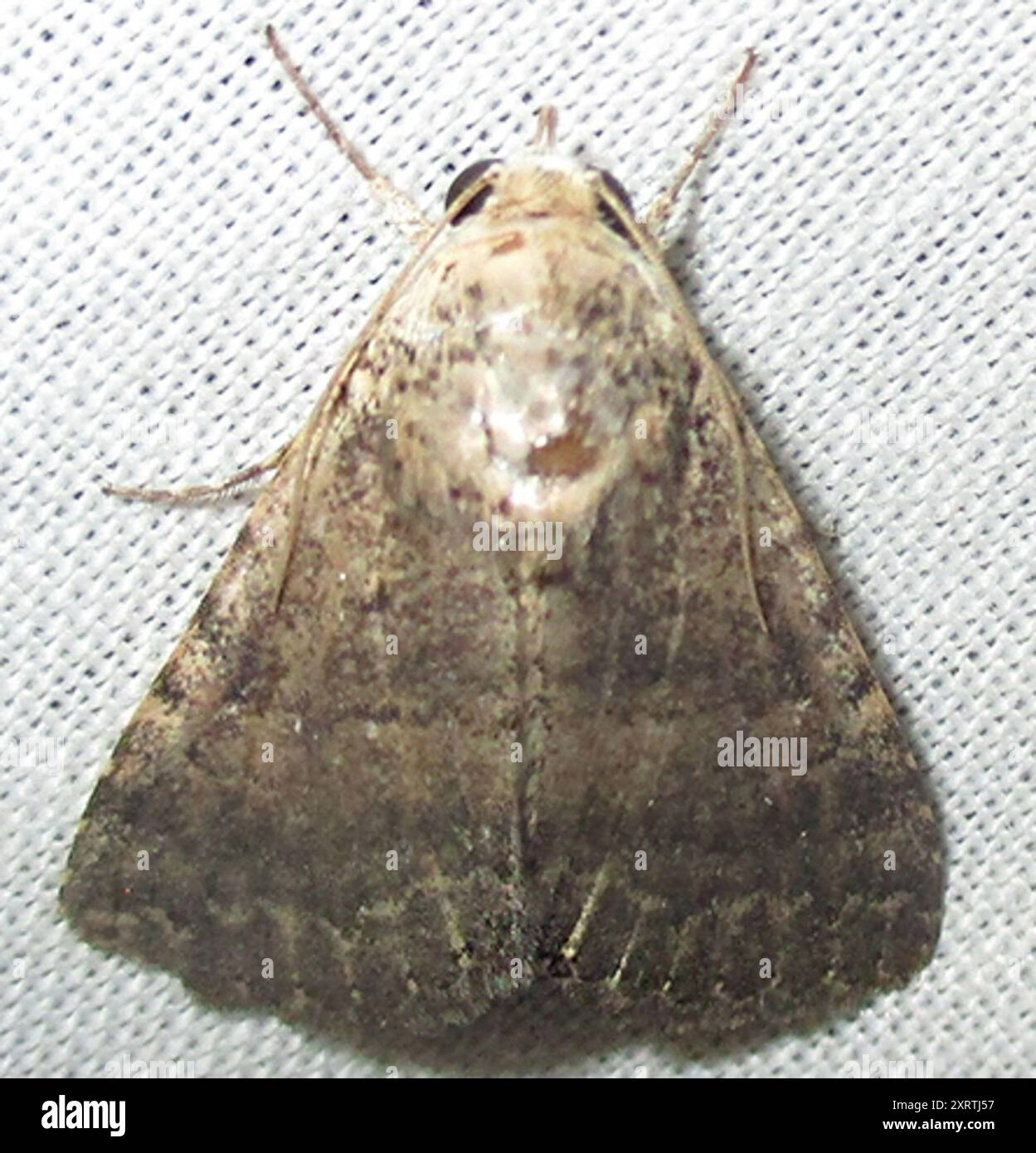 Underwing, Tiger, Tussock, and Allied Moths (Erebidae) Insecta Stock ...