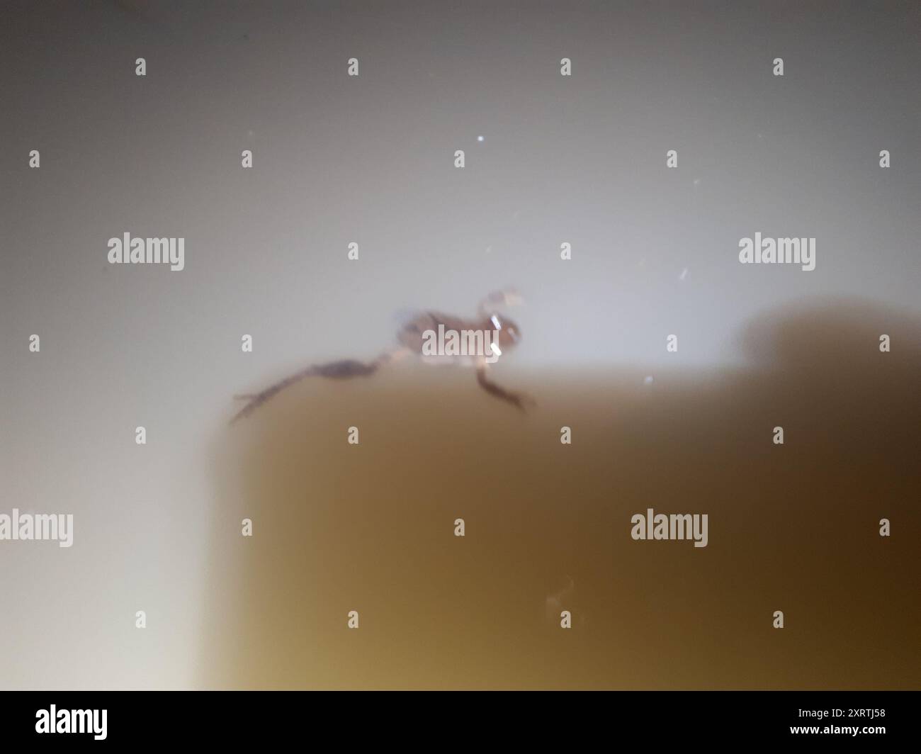 Spring Peeper (Pseudacris crucifer) Amphibia Stock Photo - Alamy