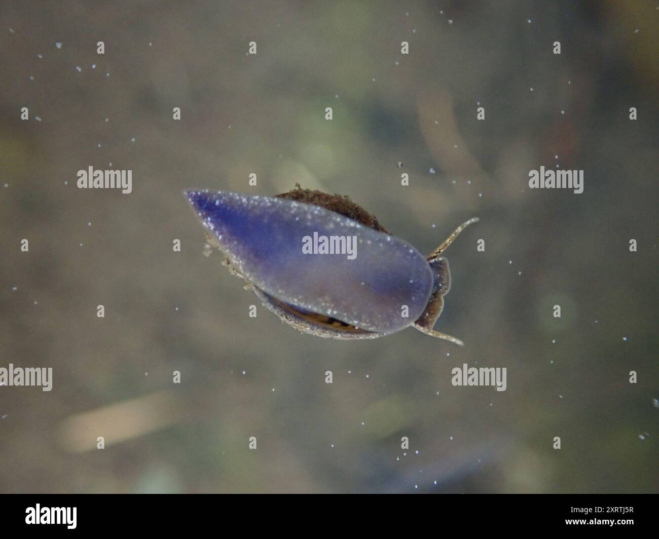 Bladder Snails (Physidae) Mollusca Stock Photo - Alamy