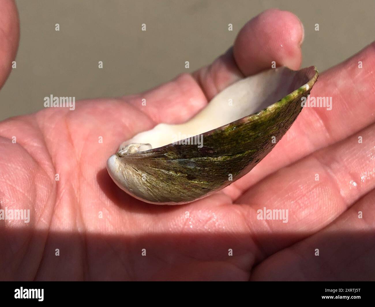 Pacific Gaper (Tresus nuttallii) Mollusca Stock Photo - Alamy