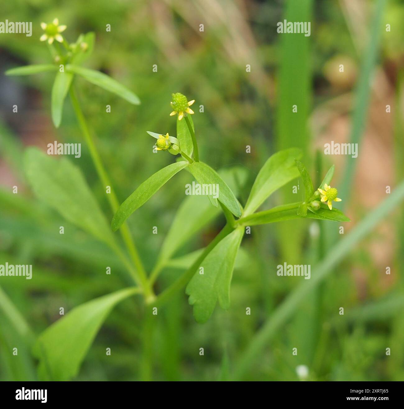 small-flowered buttercup (Ranunculus abortivus) Plantae Stock Photo - Alamy