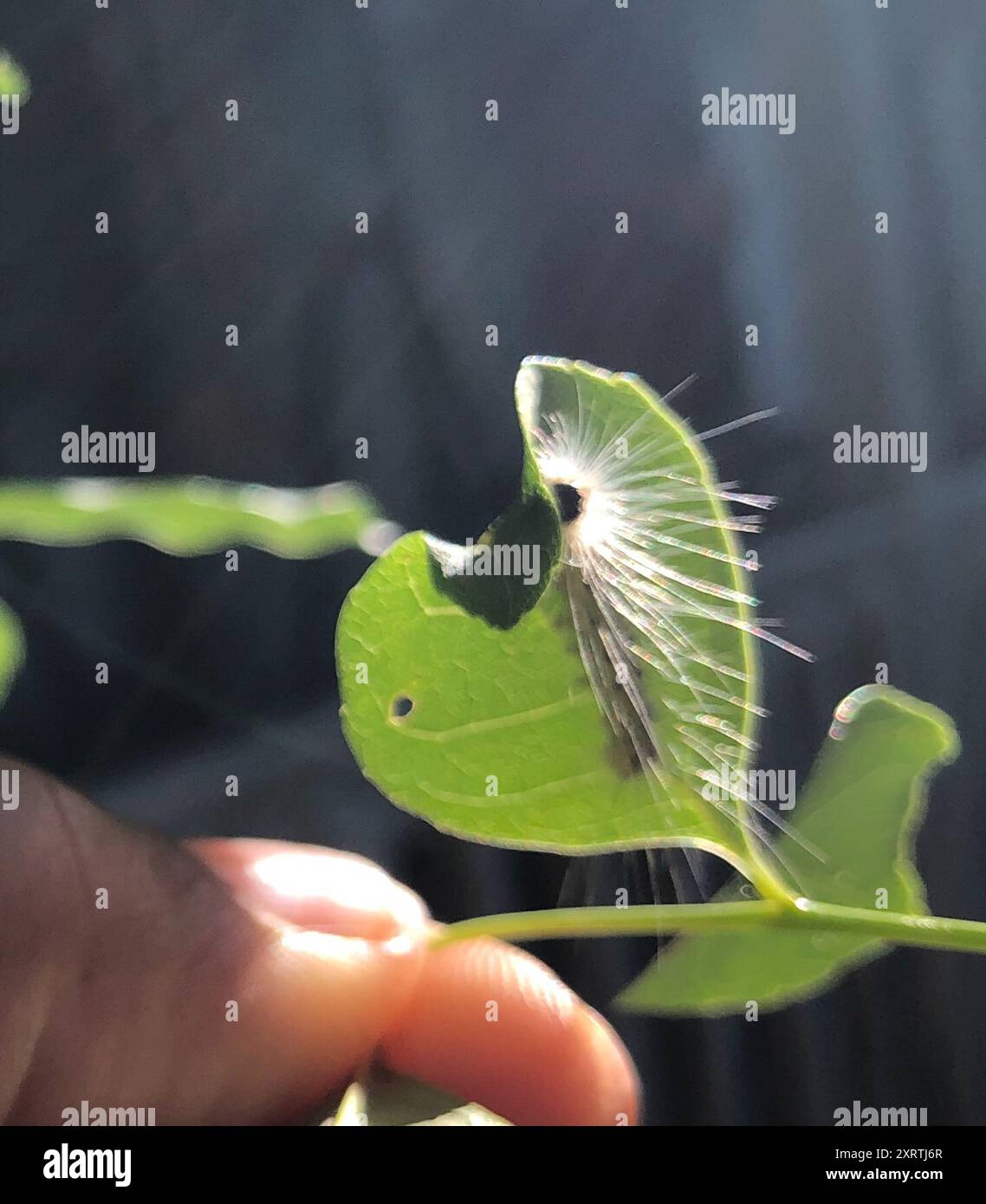 Fall Webworm Moth (Hyphantria cunea) Insecta Stock Photo - Alamy