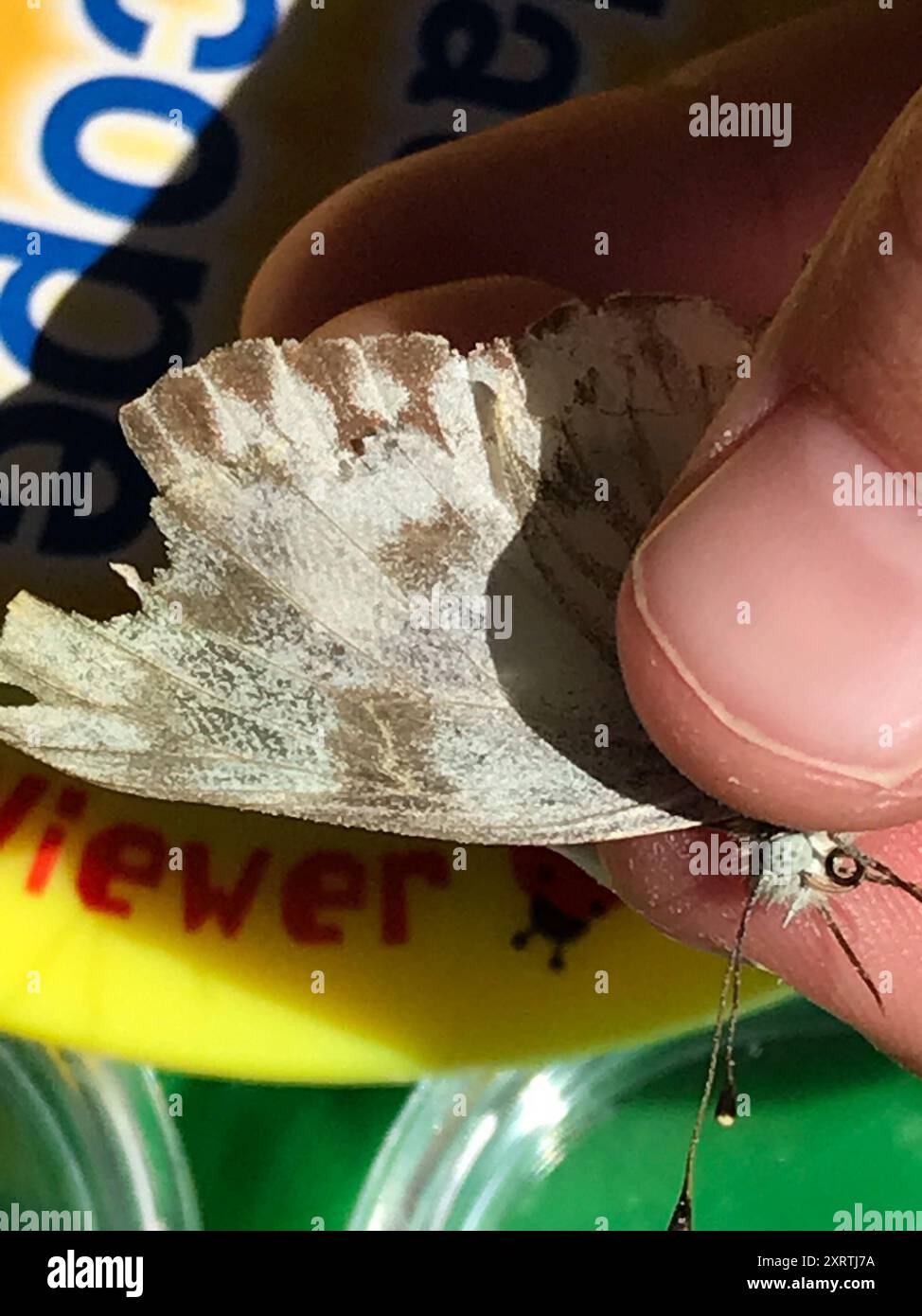 Checkered White (Pontia protodice) Insecta Stock Photo - Alamy