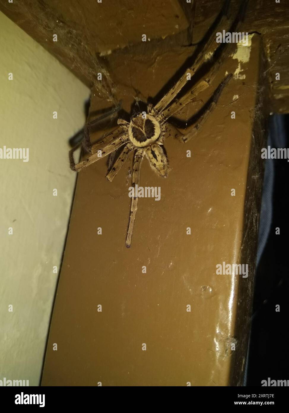 Pantropical huntsman spider hi-res stock photography and images - Alamy
