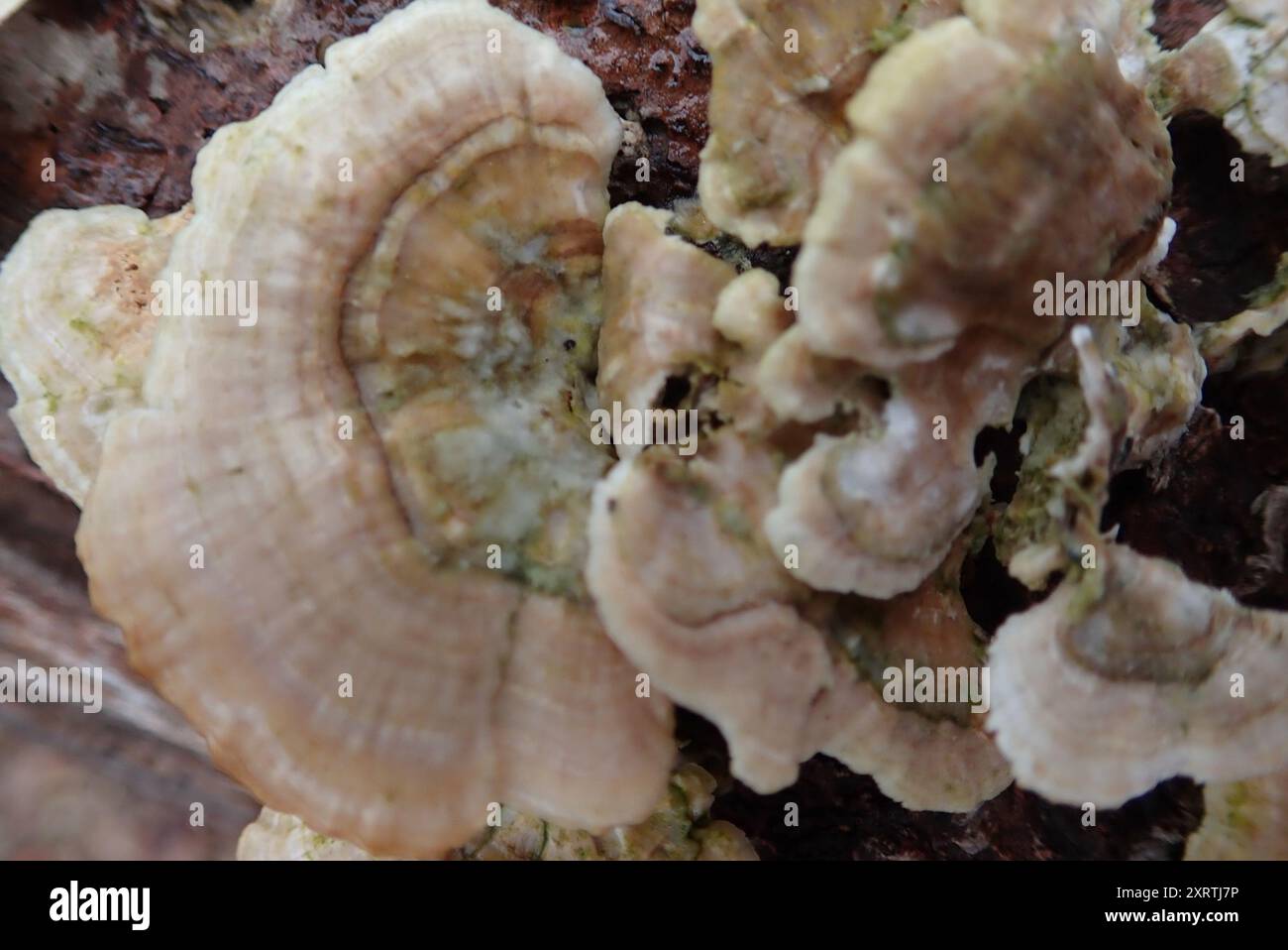 bracket fungi (Polyporaceae) Fungi Stock Photo - Alamy